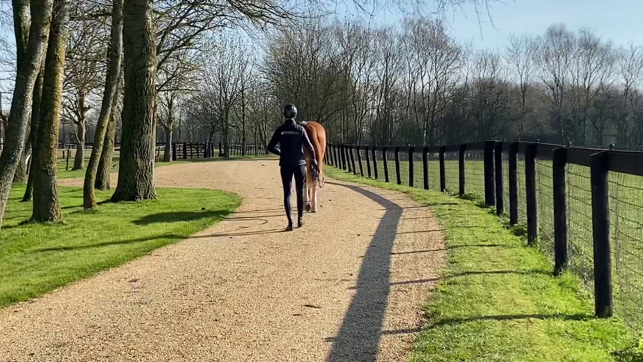 Lunging & long reining - stretching - YouTube