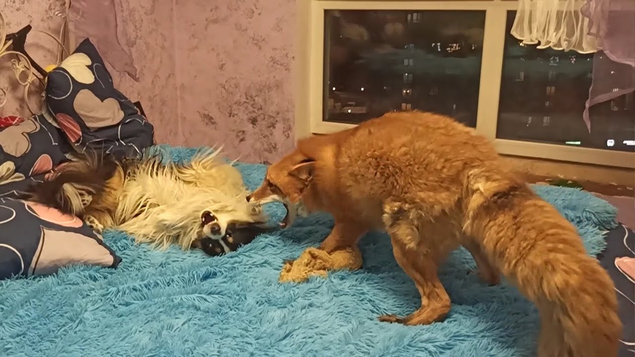 The fox attacked the dog | The life of a wild fox and a dog - YouTube