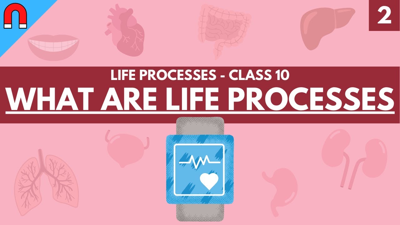 What Are Life Processes? Chapter 6- Biology- Class 10 CBSE- Animated ...