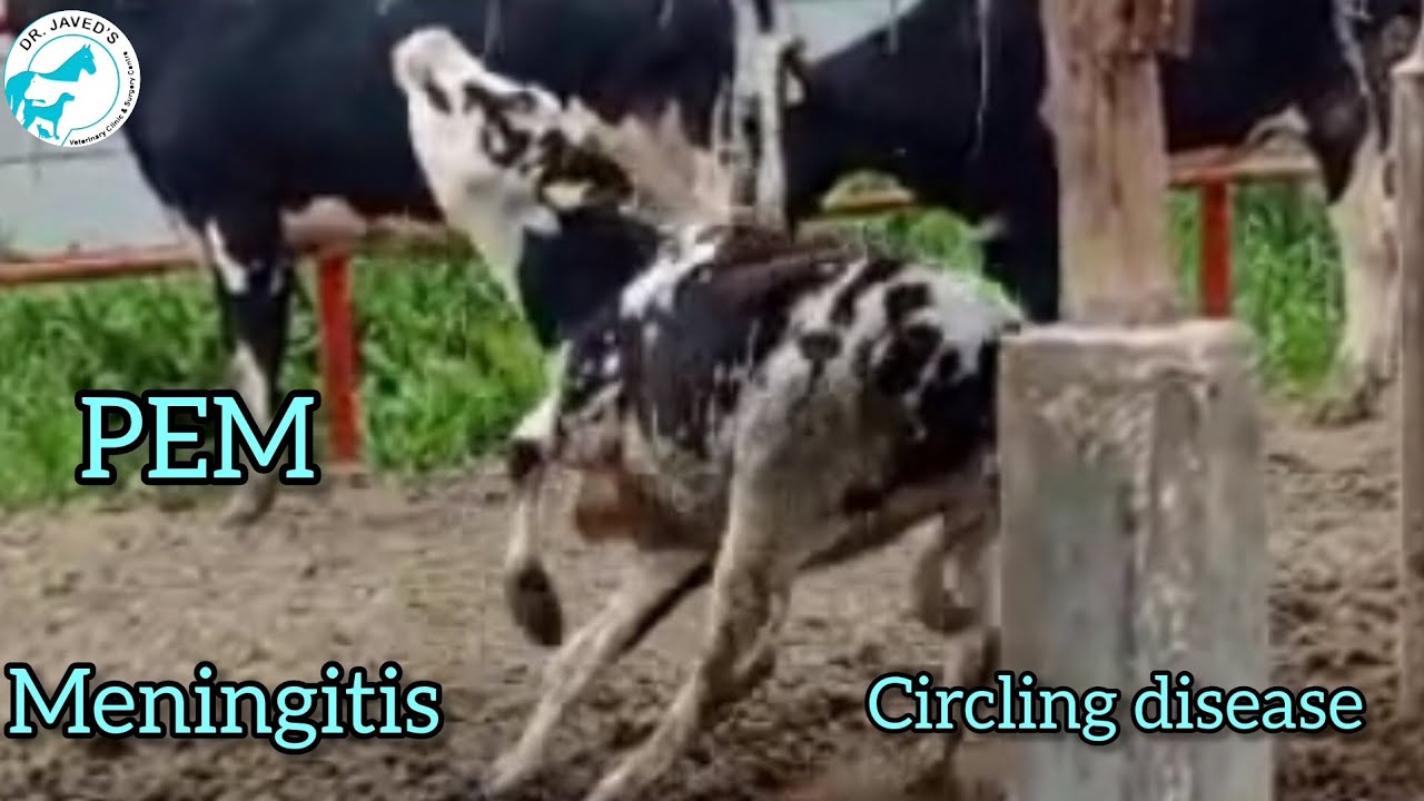 PEM |Meningitis |Trypanosomiasis diagnosis and treatment #animal # ...