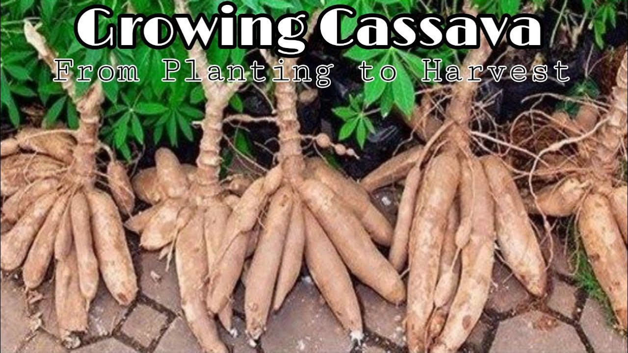 Why do Cassava Grown Have So Many Large Tubers? Easy for Beginners to ...