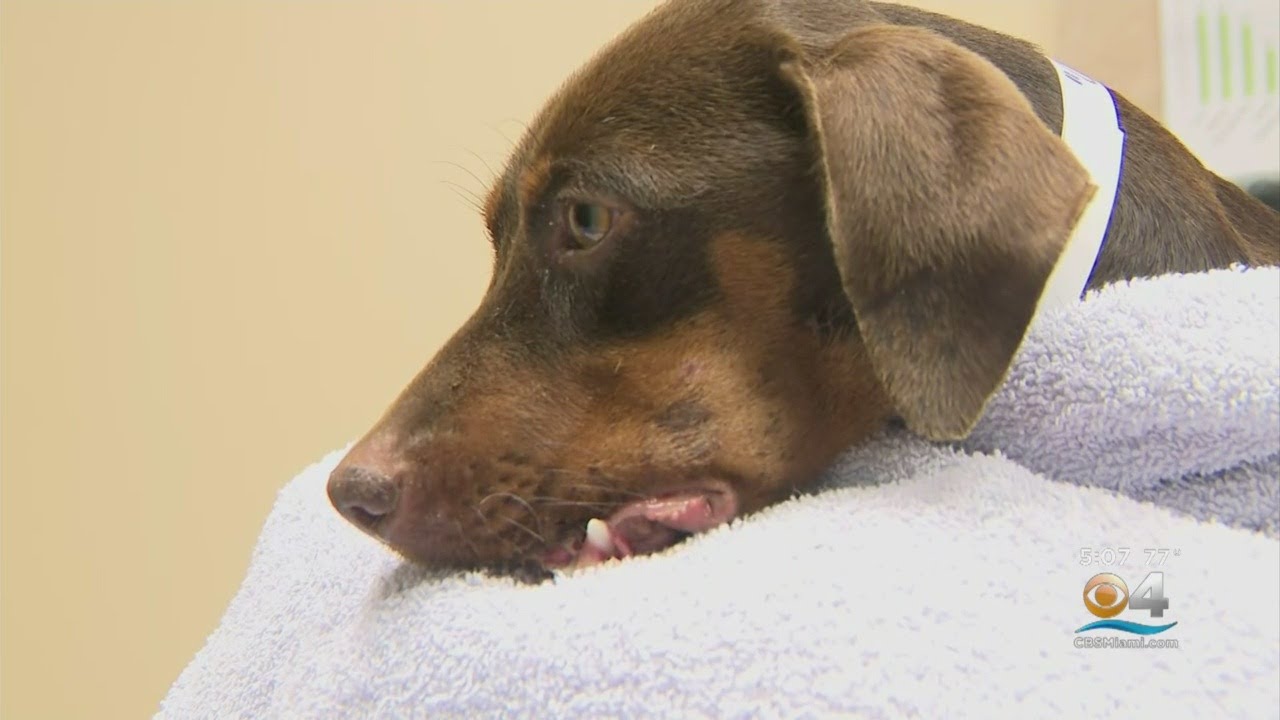 Puppy Getting Much-Needed Care After Possibly Being Shot In The Jaw ...