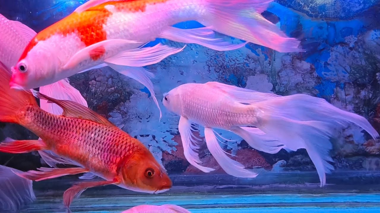 Relax with Colorful Fish and Calming Water Sounds | ASMR Deep ...