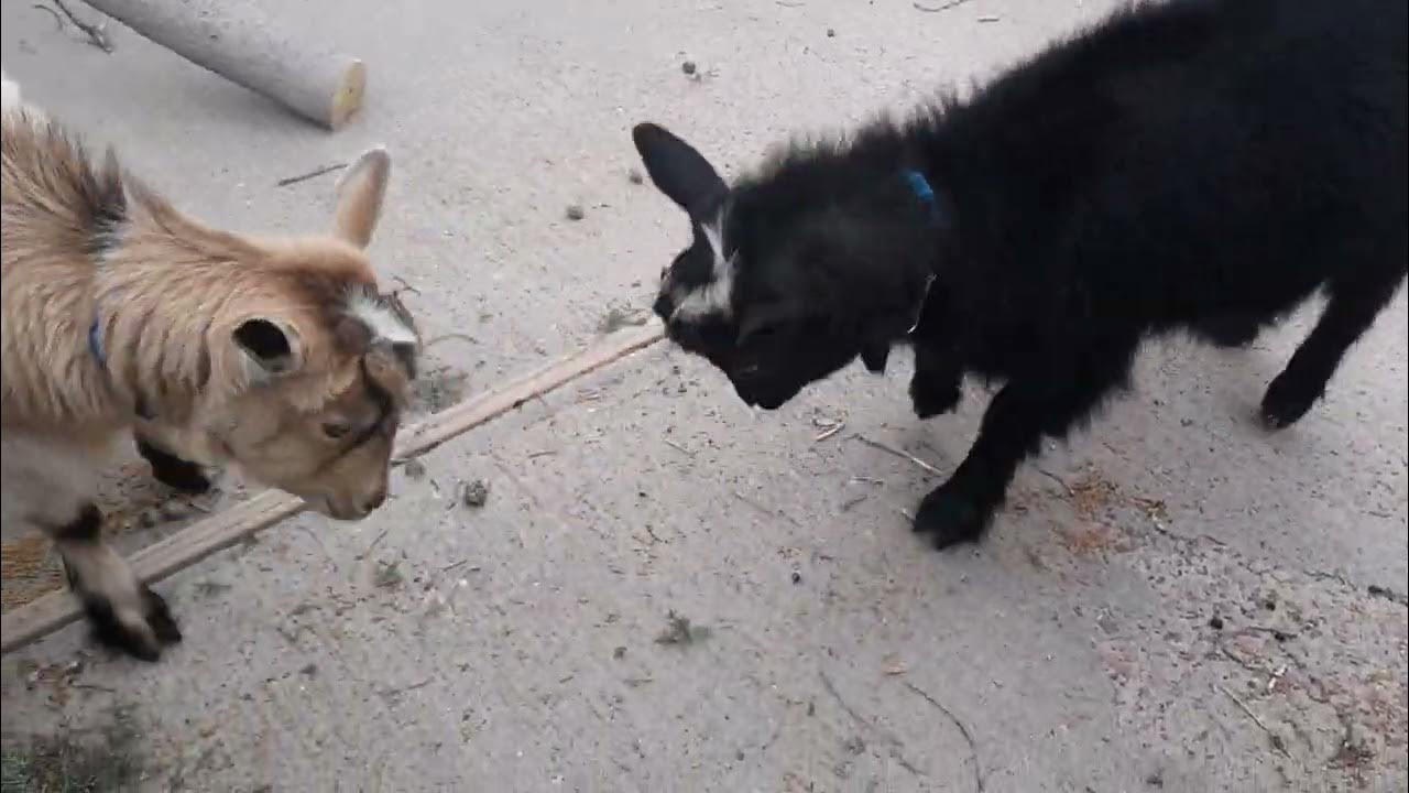 Goaty goats snack on red grapes and red cedar - YouTube
