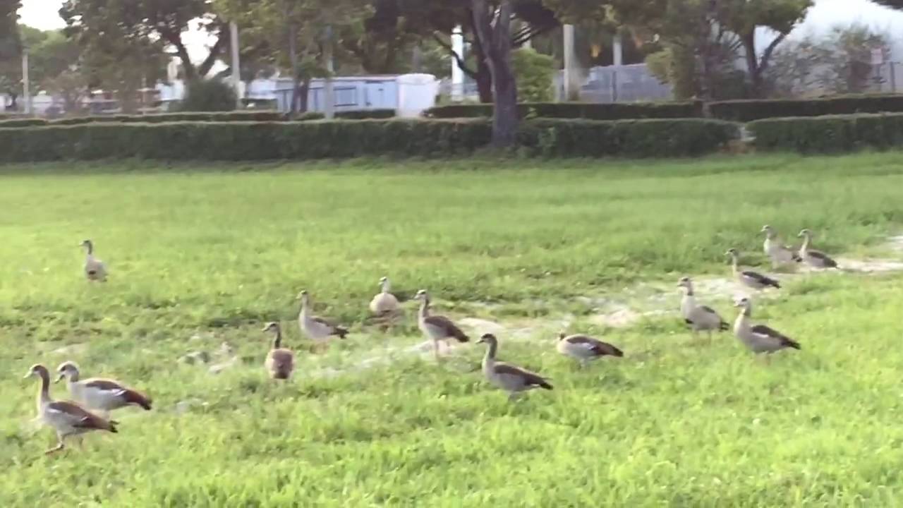Egyptian Geese in South Florida! - YouTube
