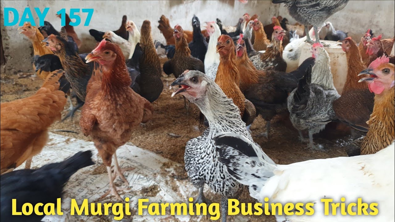 Local Murgi Farming Business Ideas l लोकेल मुरगी बिज़नेस आईडियास l দেশি ...