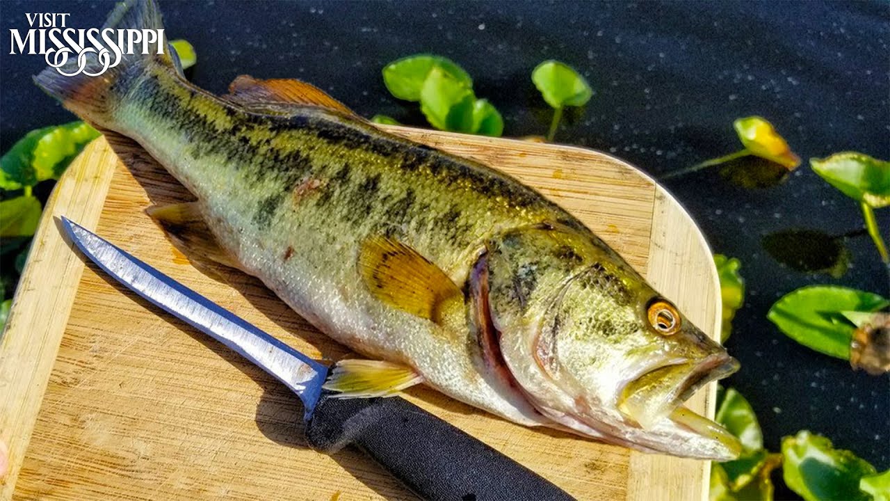 Why You Should Eat More Bass! (CATCH CLEAN COOK) - Kayak Fishing ...