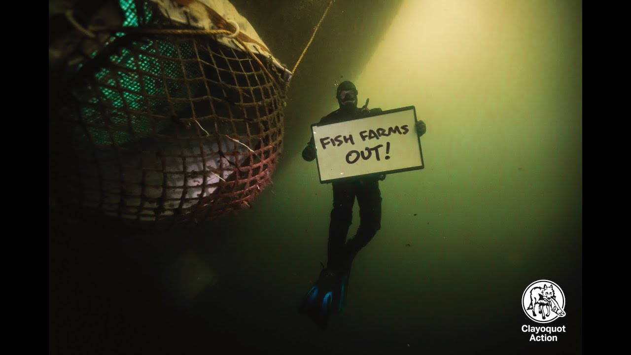 Semi-Closed Fish Farms Harm Wild Salmon - YouTube