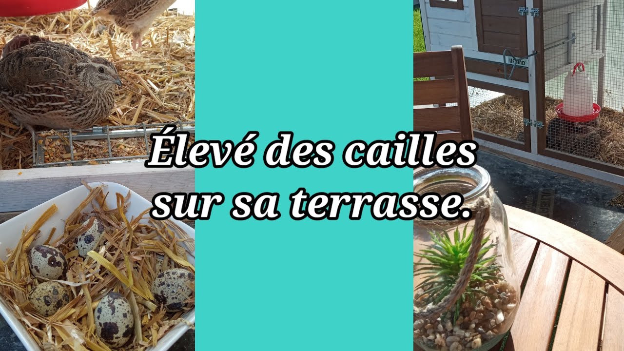 Élever des cailles sur sa terrasse - YouTube