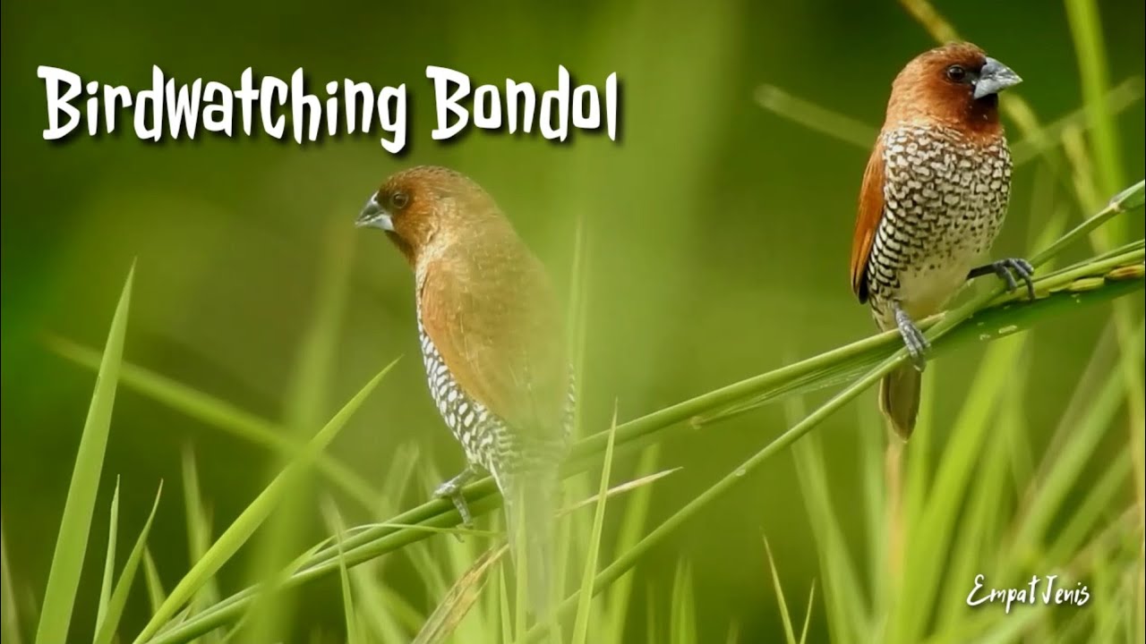 Birdwatcing empat jenis bondol dan hanya satu jenis yang datangya ...