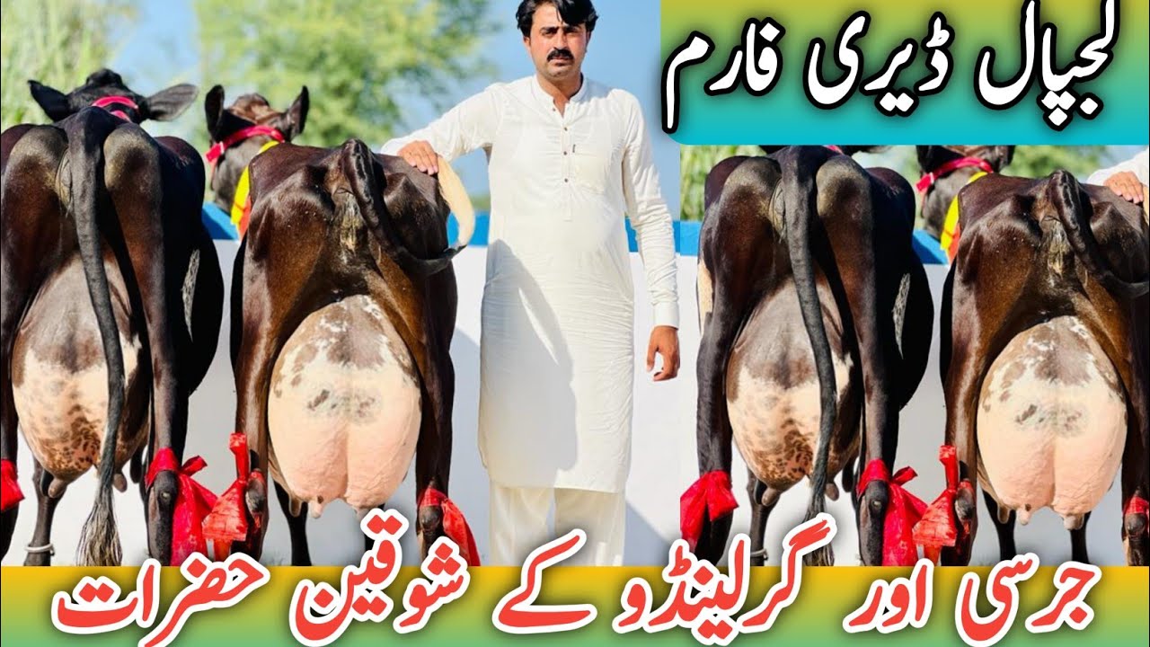 Lajpal Dairy Farm | Jersey cows And Garlando cows | Big cows ...