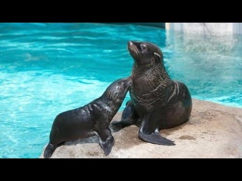 ZooMoo Specials | Seals | - YouTube