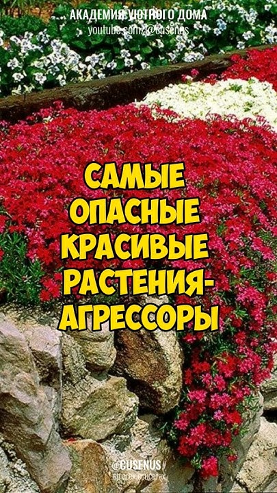 Самые ОПАСНЫЕ КРАСИВЫЕ РАСТЕНИЯ АГРЕССОРЫ и методы их сдерживания сад