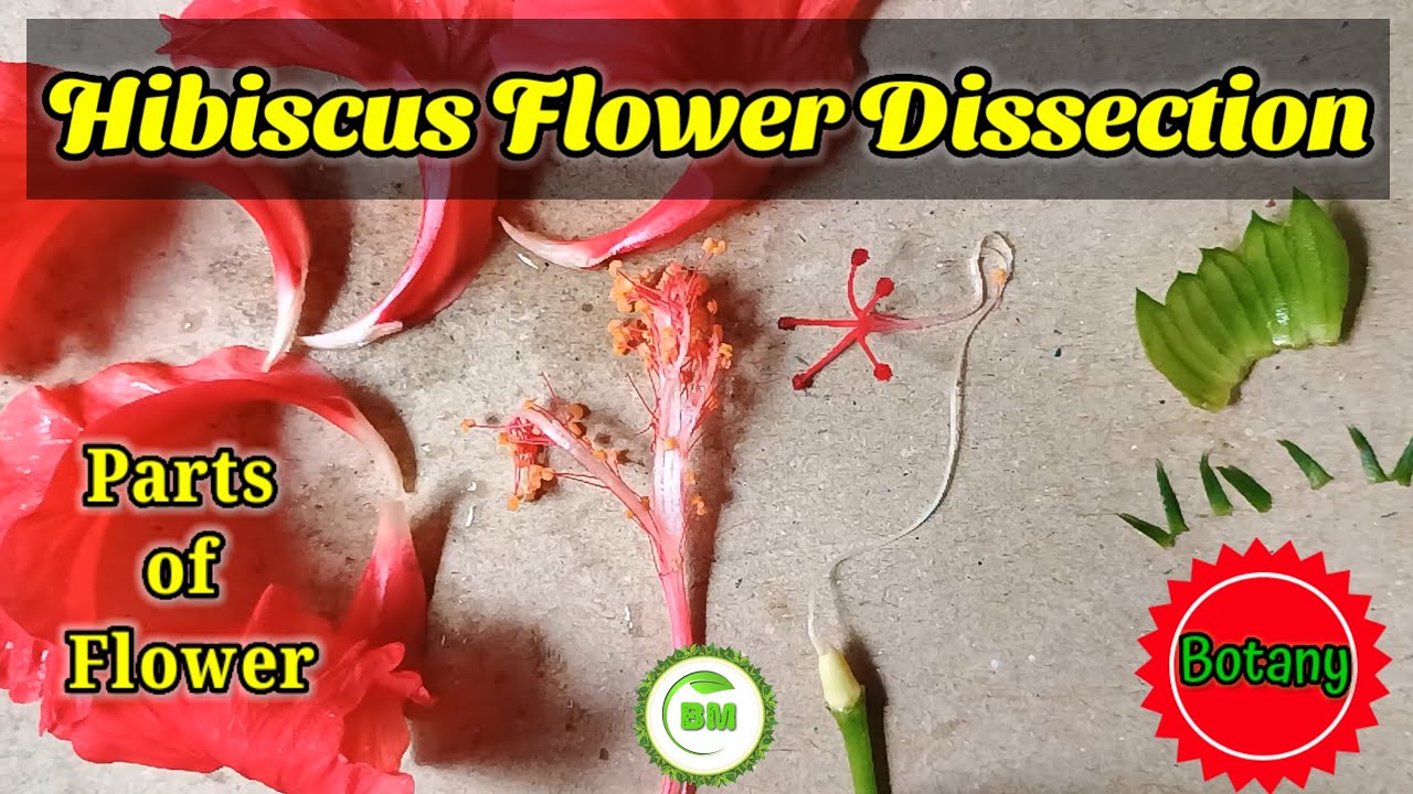 Hibiscus Flower Dissection 🌺| Parts of Flowers | #botany #dissection # ...