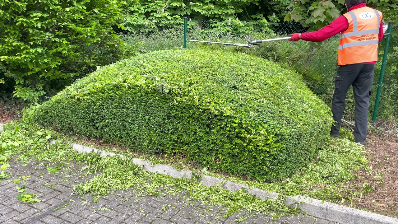 Shaping Hedge And Lawn Mowing !! - YouTube