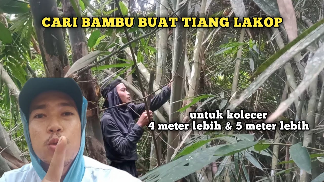 Cari bambu untuk tiang lakop #kolecer - YouTube