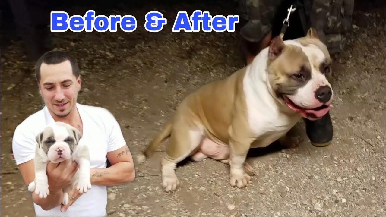 100+ lb ONE YEAR OLD AMERICAN BULLY - YouTube