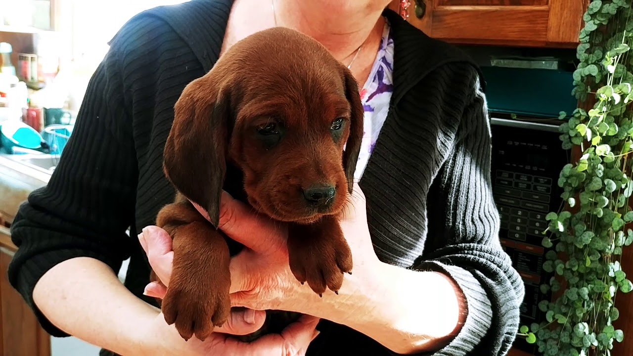 Stunning FEMALE REDBONE COONHOUND PUPPIES from Jorja x Jed - YouTube