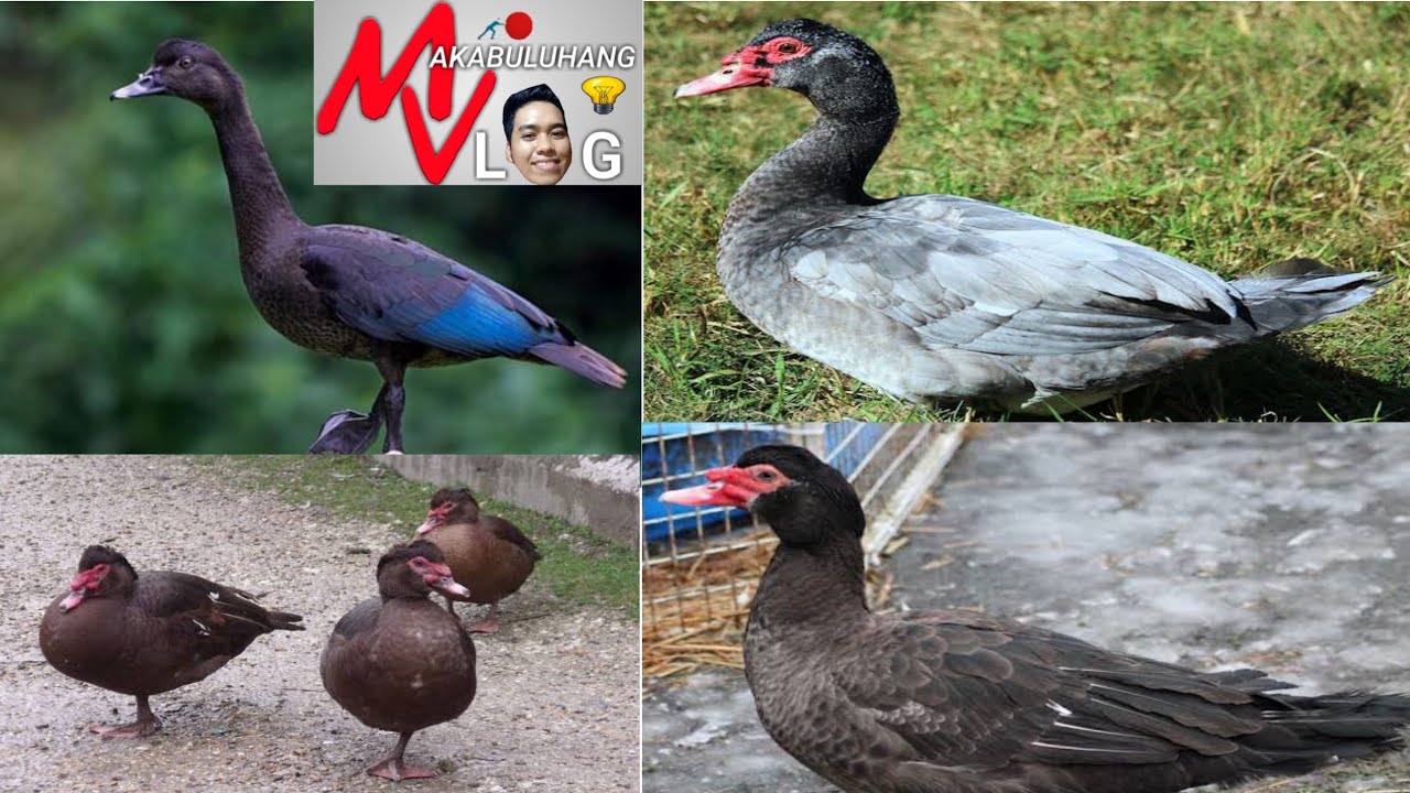 IBAT IBANG KULAY NG MGA PATO ATING PAGUUSAPAN - YouTube