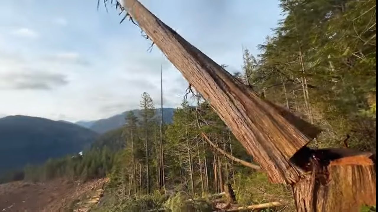 Tree growing inside another tree | falling along the back line - YouTube