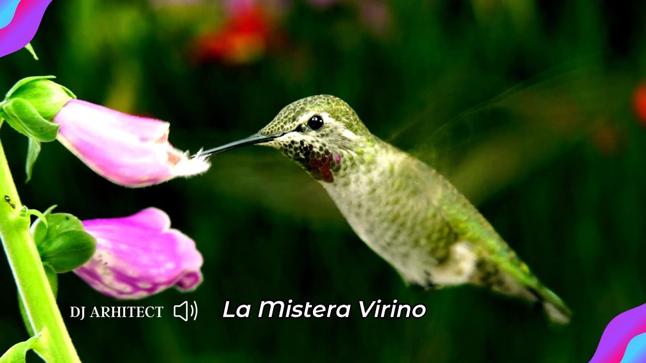 Dj Arhitect - La Mistera Virino (ESPERANTO Rromanes Serbian Version ...