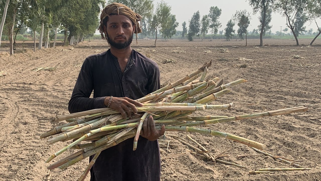 sugarcane farming in Pakistan | sugarcane farming techniques ...