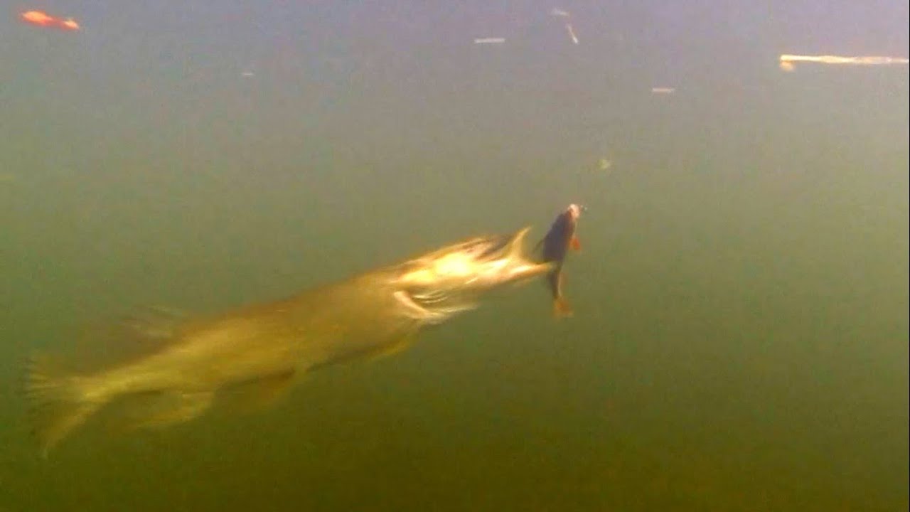 Fishing: pike attack perch deadbait underwater. Рыбалка щука атакует ...