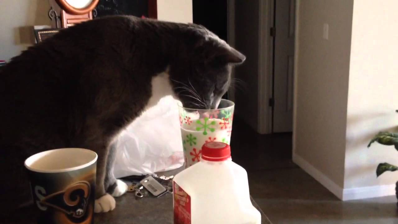 Kevin Drinking Milk From Glass - YouTube
