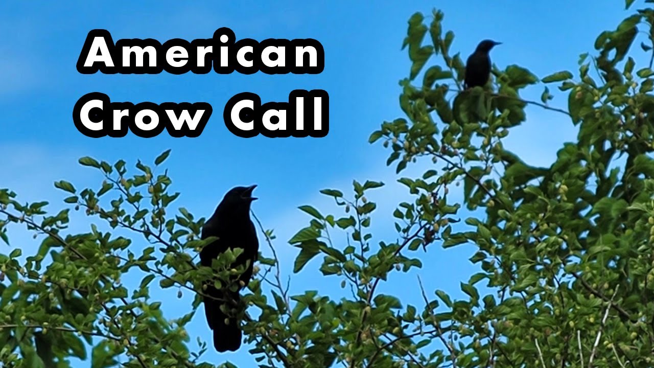 American Crows Perching In Trees Making Loud Calls - Crow Sounds - YouTube