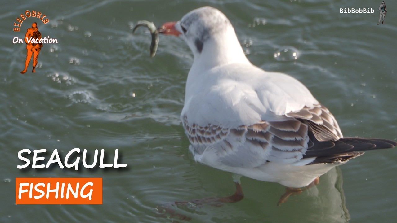 This Seagull Shows Fishing Skills in Action! Almost Catching A Fish ...