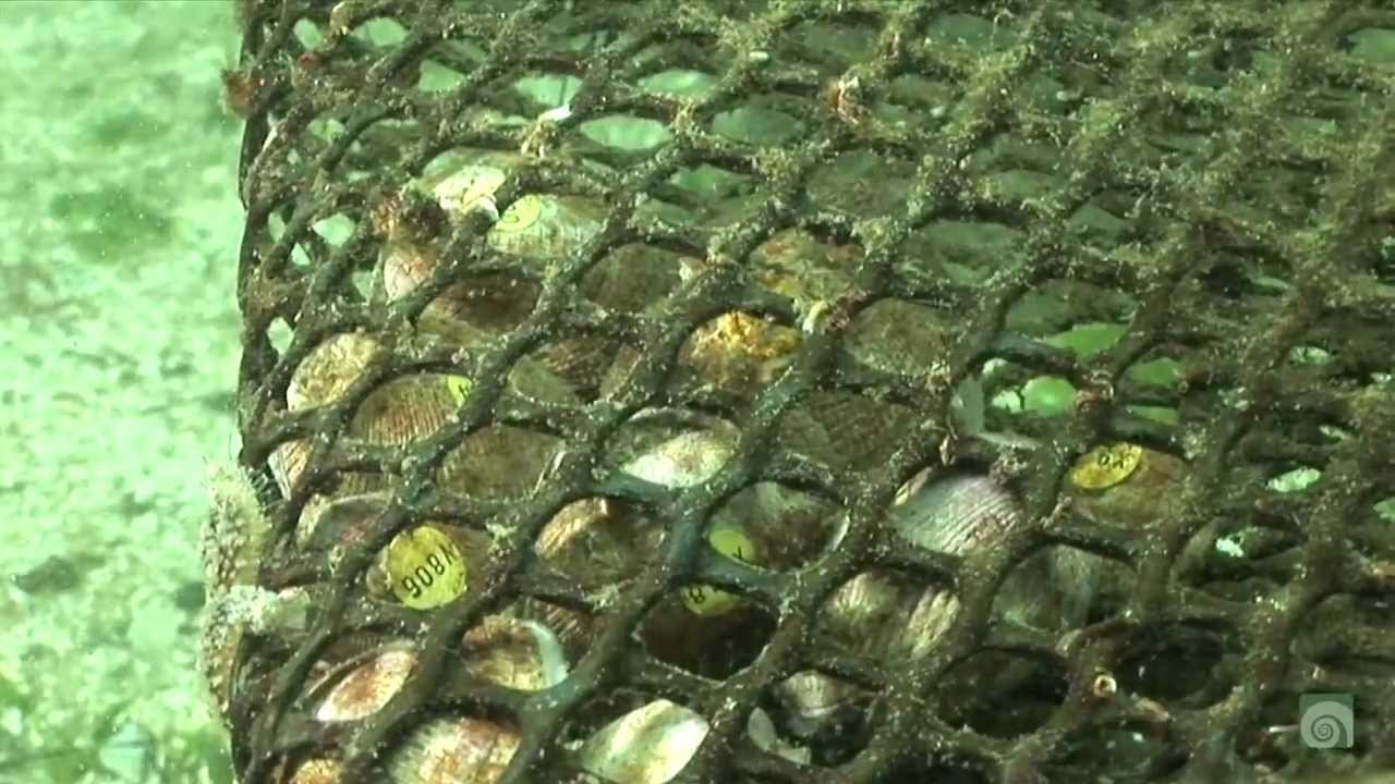 Ancient Clam Gardens - YouTube