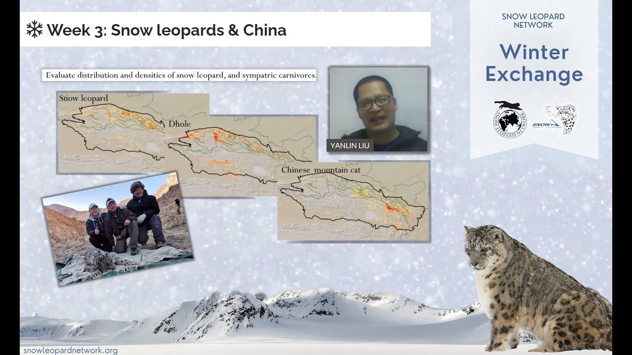 SLN Winter Exchange 2022 - Week 3: Snow leopards & China - YouTube