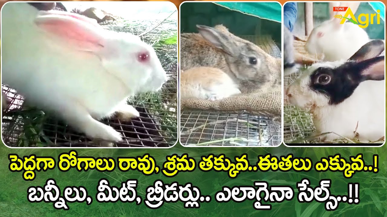 Kundelu, Rabbit Rearing | పెద్దగా రోగాలు రావు, శ్రమ తక్కువ, ఈతలు ఎక్కువ ...