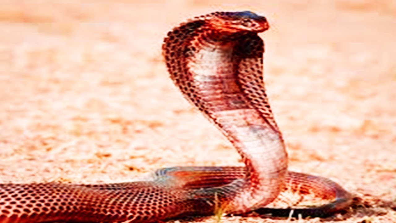 Craziest Animal Attacks- Deadly Animal King Cobra vs Mongoose Attacks ...