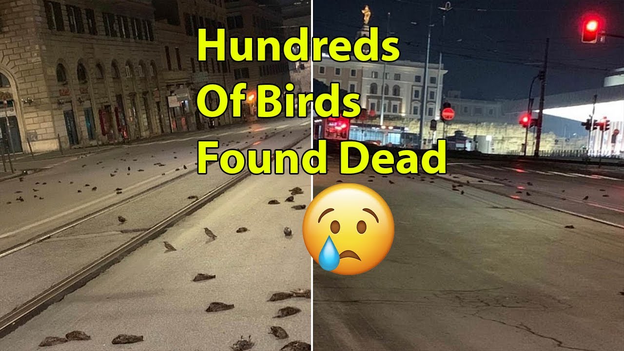 Nature's Cry Hundreds of Birds Found Dead Post New Year's Revelry - YouTube