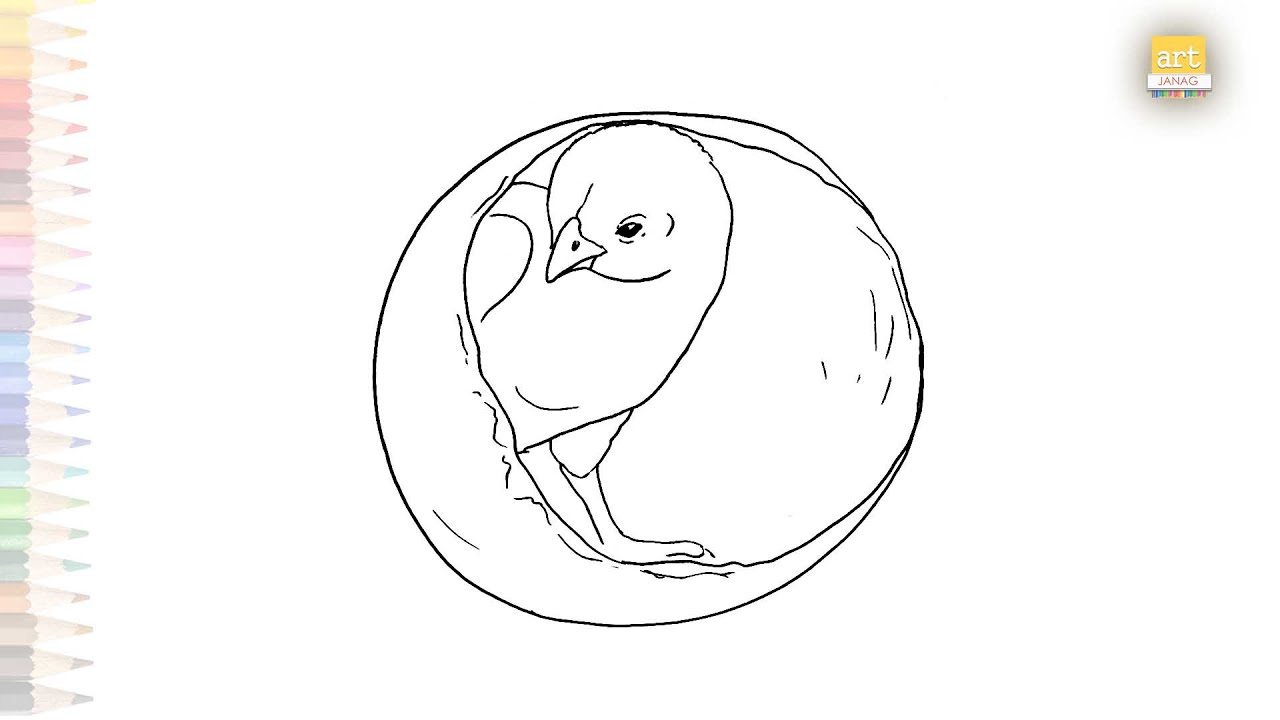Baby chick in egg drawing | Outline drawings | How to draw A Chick step ...