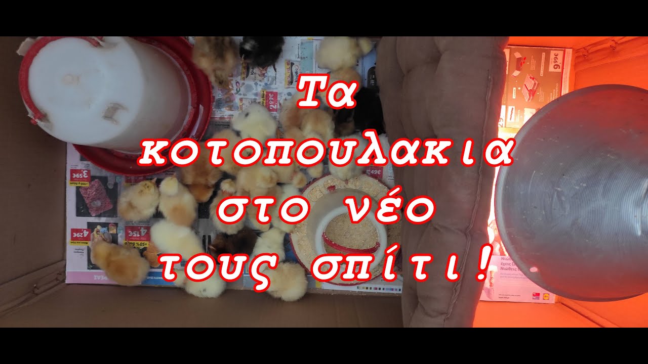 Τα κοτοπουλάκια στο νέο τους σπίτι | #chicken #farmajimcott #farma #egg ...