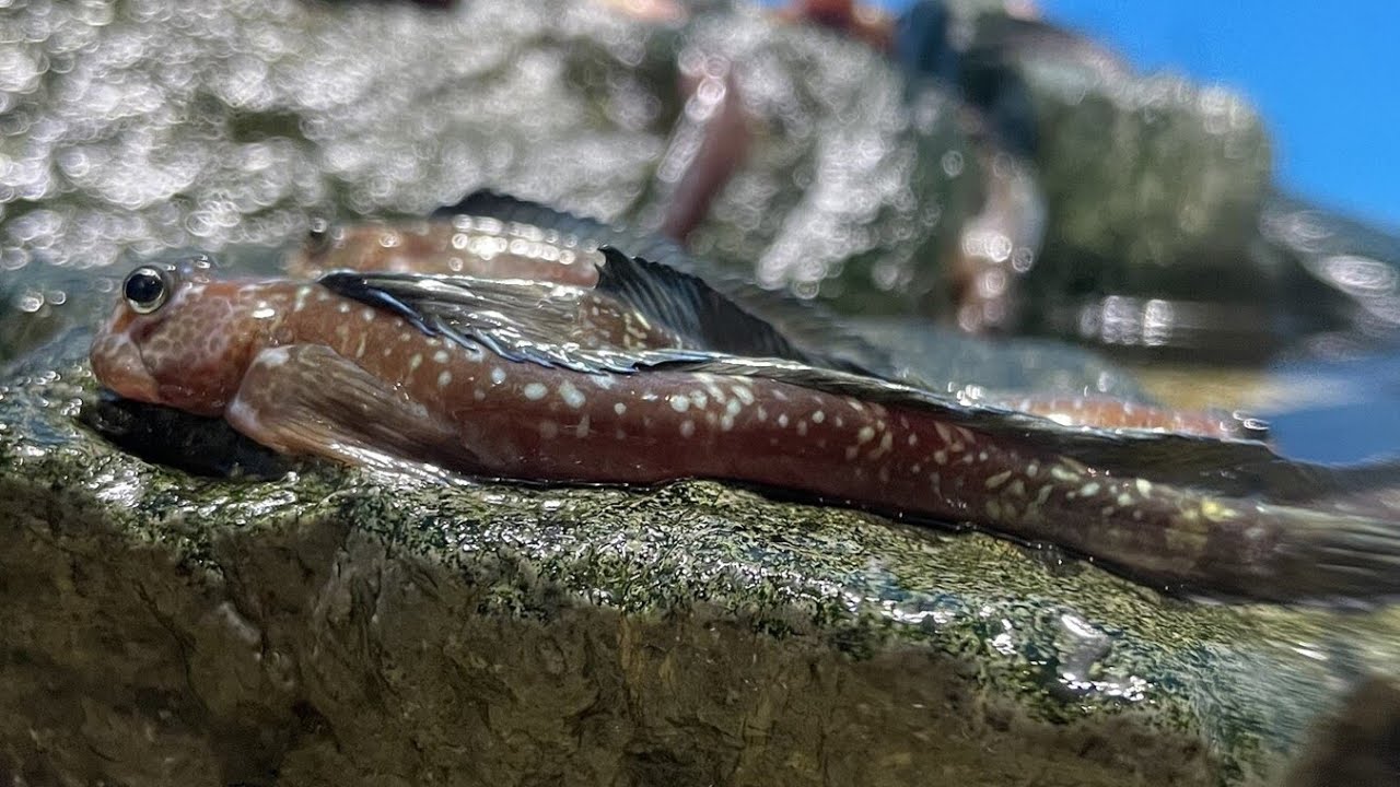 Facts: The Four-Fingered Lipsucker - YouTube