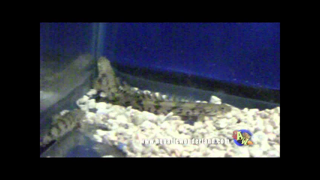 TIGER BICHIR -- www.aquaticwonderland.com - YouTube
