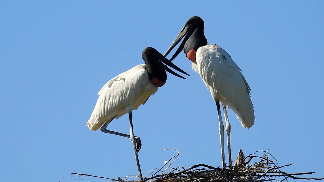 TUIUIÚ ninho JABURU (JABIRU MYCTERIA), JABIRU, AVE-SÍMBOLO D0 PANTANAL ...
