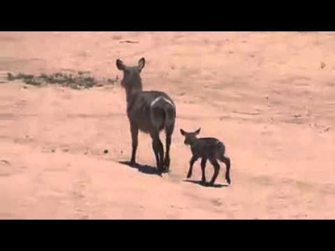 Baby Waterbuck - 2 February 2016 - YouTube