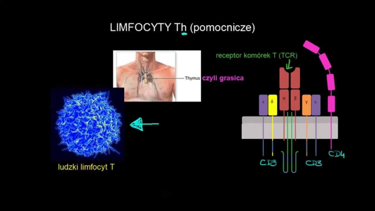Limfocyty Th (pomocnicze) - YouTube