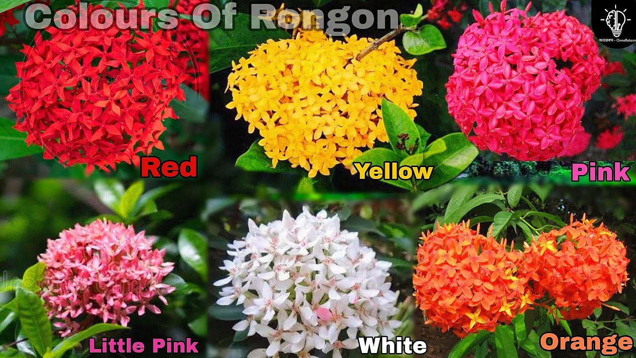 Colours Of Rongon || Rongon Flower || রঙ্গন ফুল || Different Colours ...