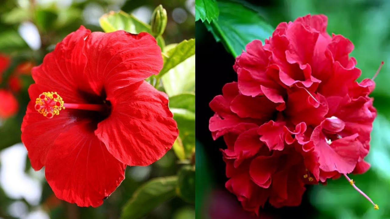 Repotting of root bound hibiscus plant by home gardening| Hibiscus ...
