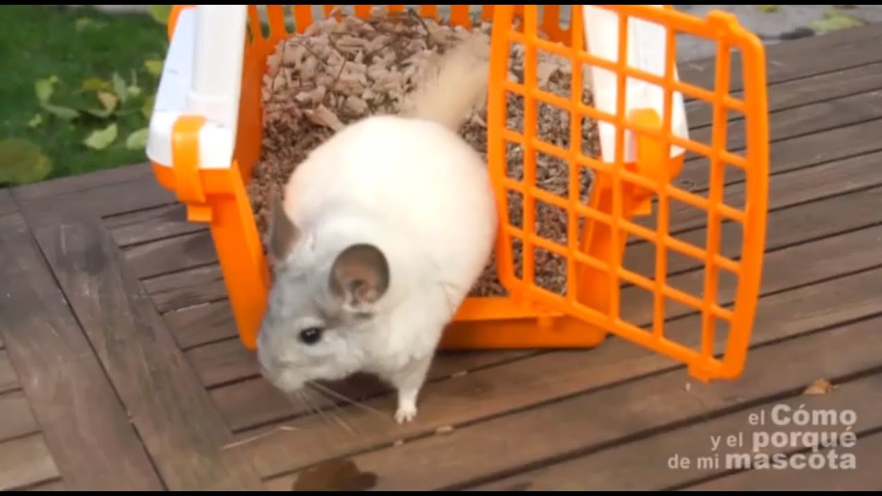 CHINCHILLAS - Cómo viajar con nuestra chinchilla. - YouTube