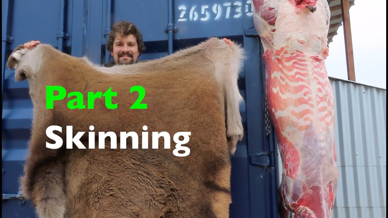 Breaking Down Deer - Skinning (Part 2 of 3) - YouTube