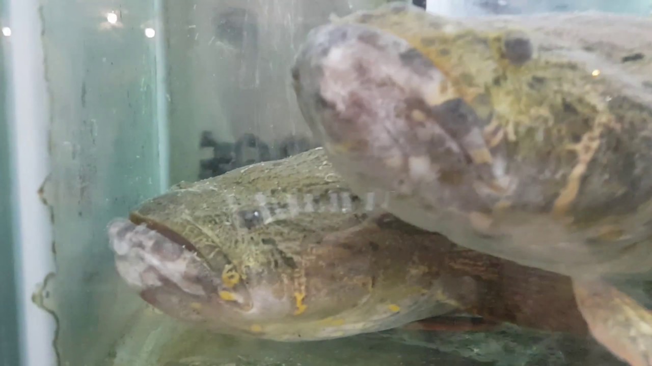 Kuantan Malaysia Pak Su Seafood Restaurant - YouTube