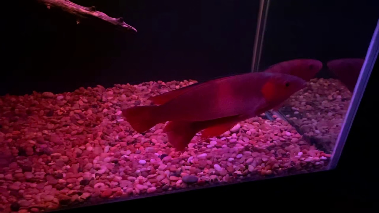 Red pike courtship? - YouTube