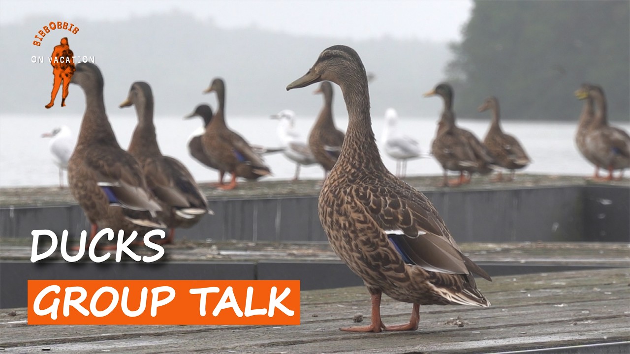 mallard ducks having a conversation | Enten im Gespräch |ankka,bebek ...