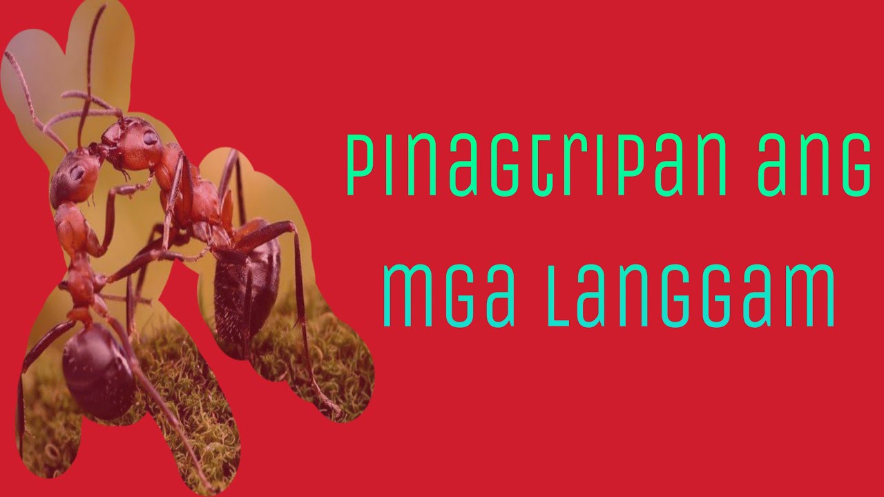 Pinagtripan ang mga langgam - YouTube